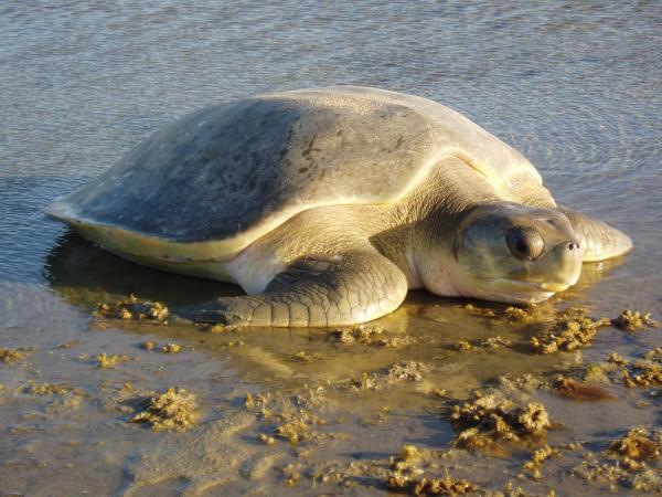 Marine Turtle Species of the Philippines Philippine Clearing House ...