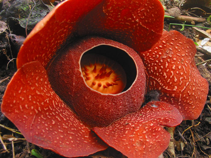 Rafflesia Species in the Philippines Philippine Clearing House Mechanism