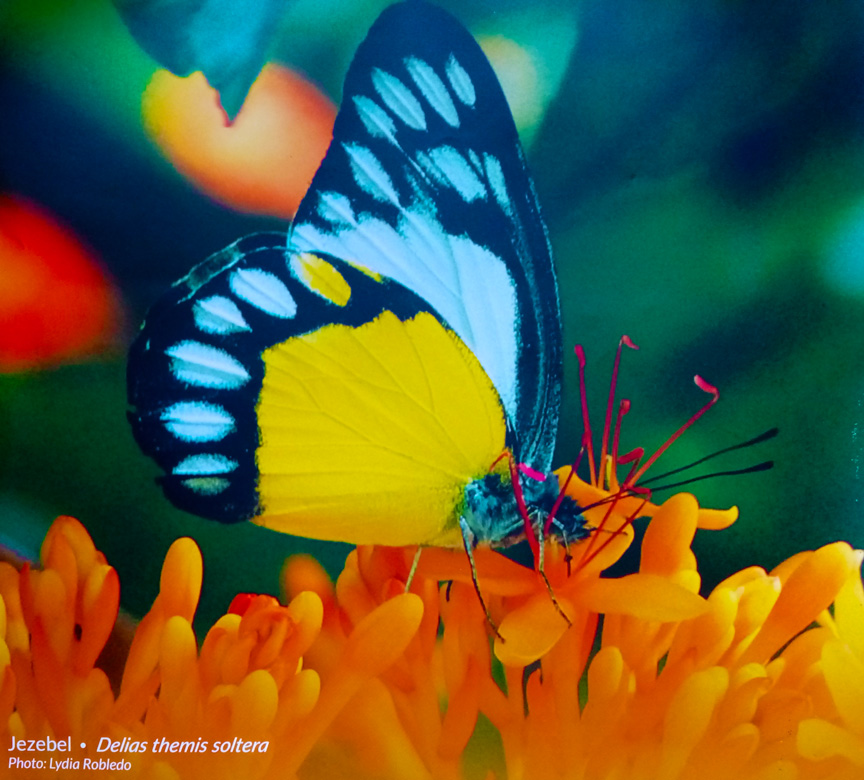 Butterflies of the Philippines Philippine Clearing House Mechanism